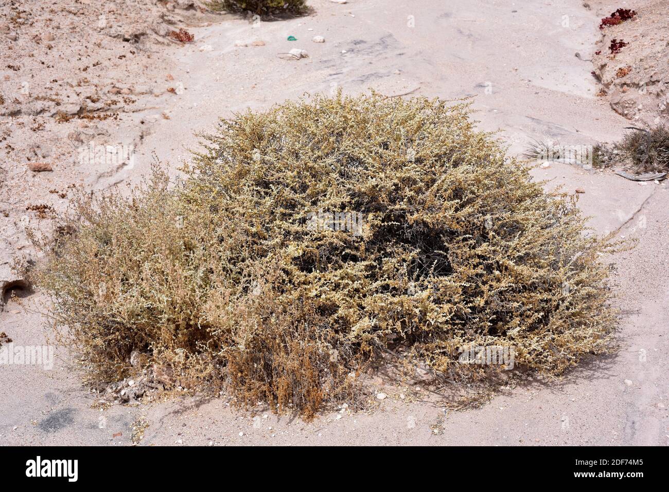 Halophyte vegetation hi-res stock photography and images - Alamy