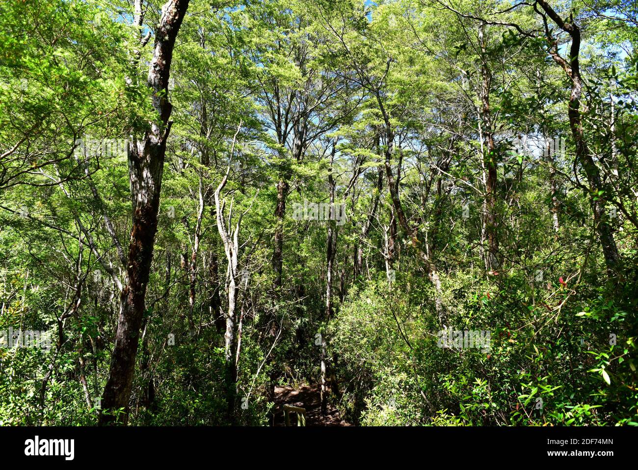 Valdivian temperate forest, inside vision. Vicente Perez Rosales ...