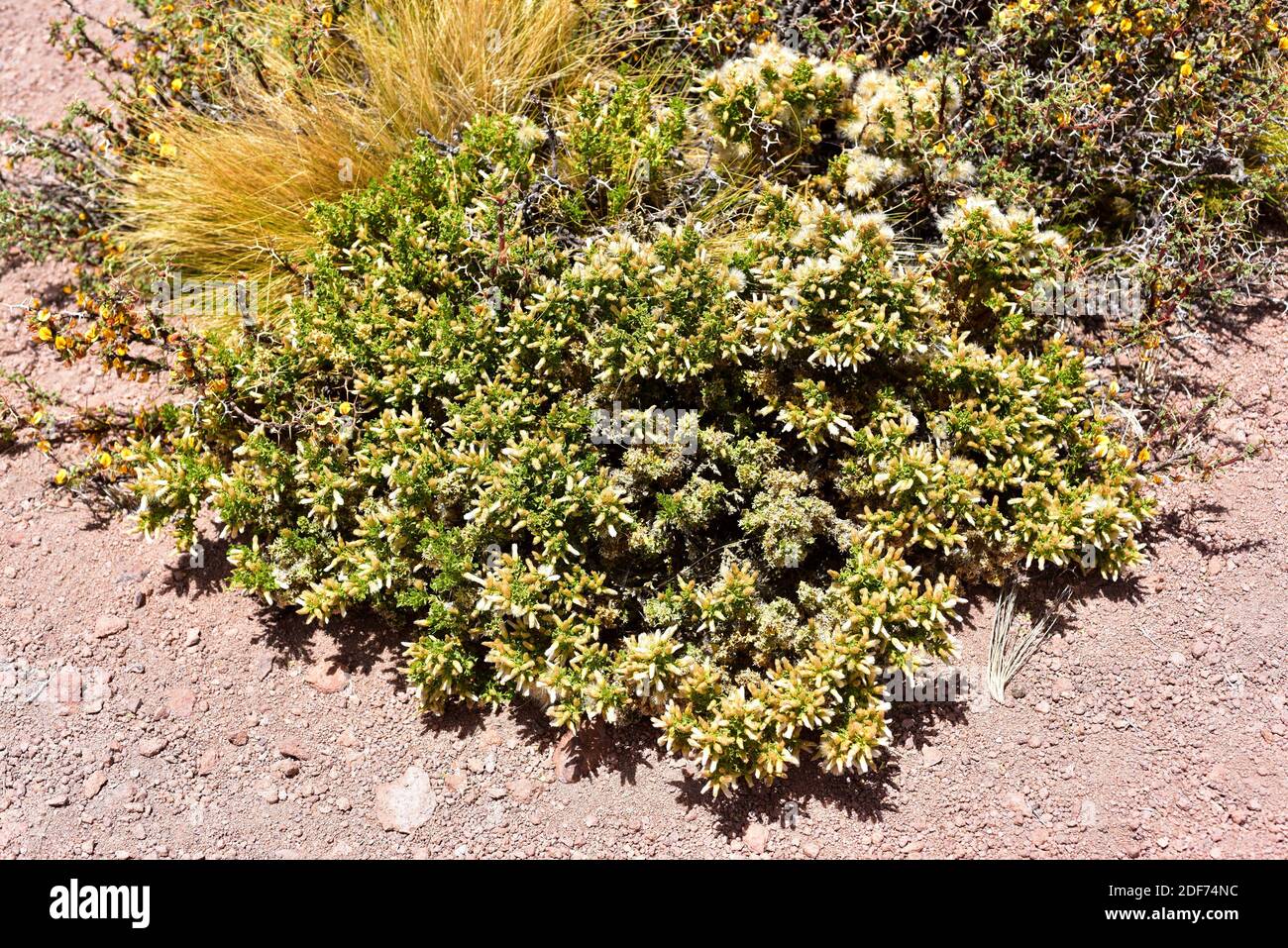 Tola High Resolution Stock Photography and Images - Alamy