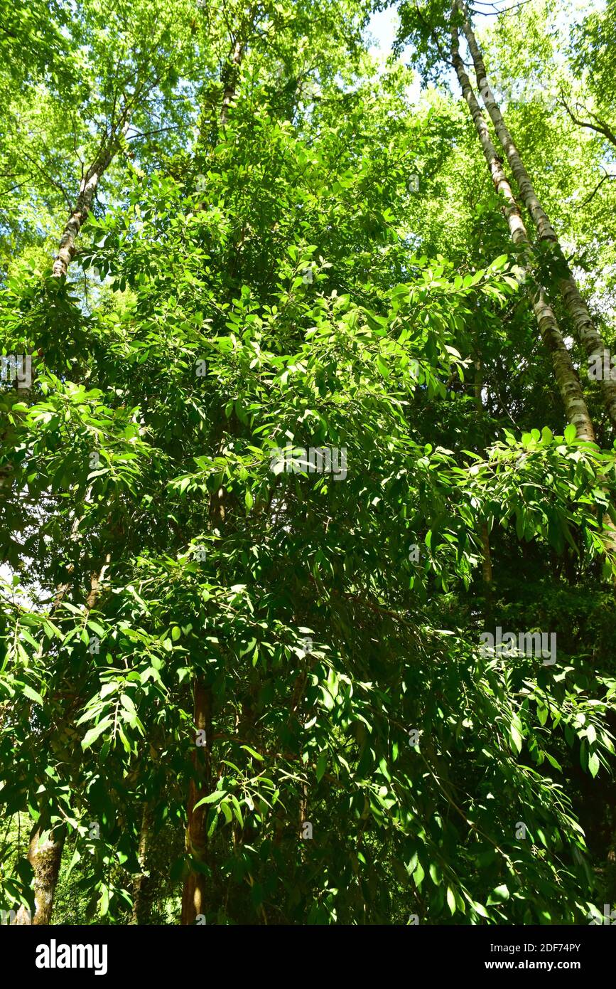 Tepa hi-res stock photography and images - Alamy