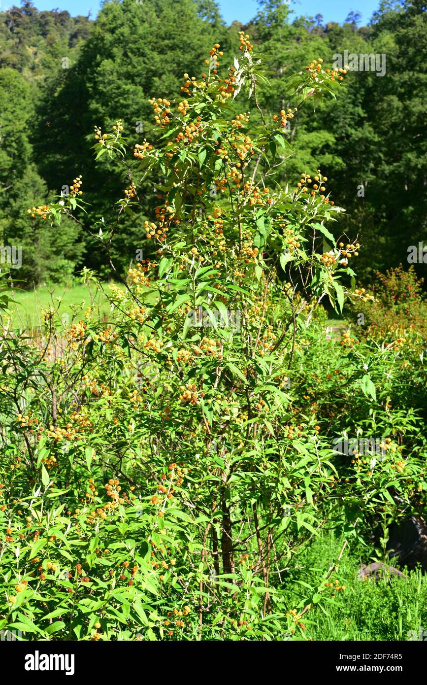 Native orange tree hi-res stock photography and images - Alamy
