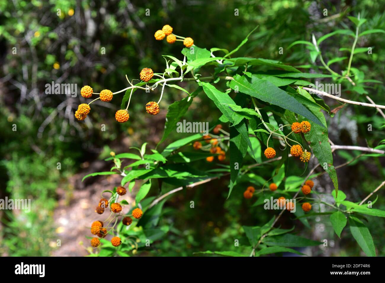Matico High Resolution Stock Photography and Images - Alamy