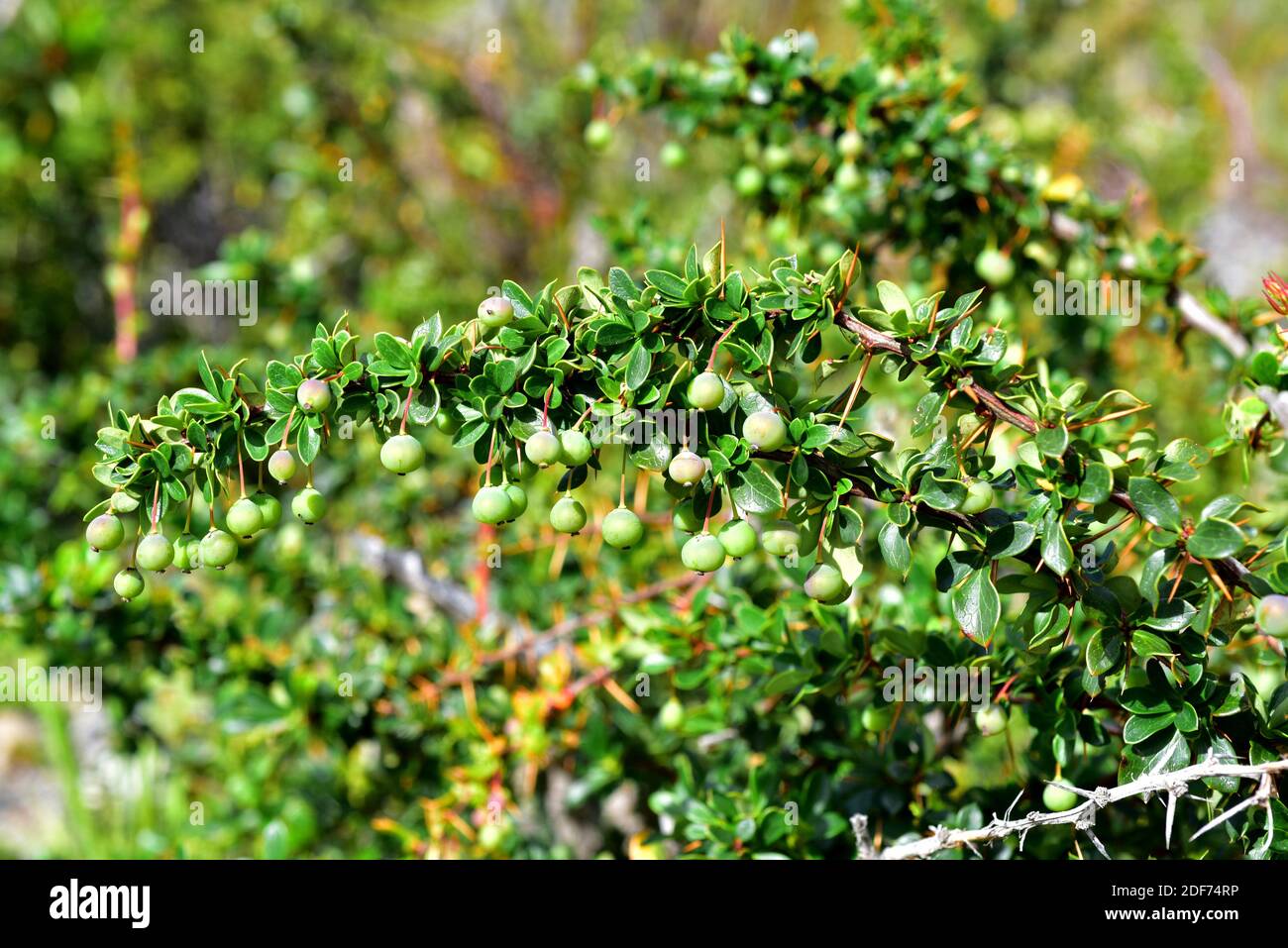 Berberis microphylla flora hi-res stock photography and images - Alamy