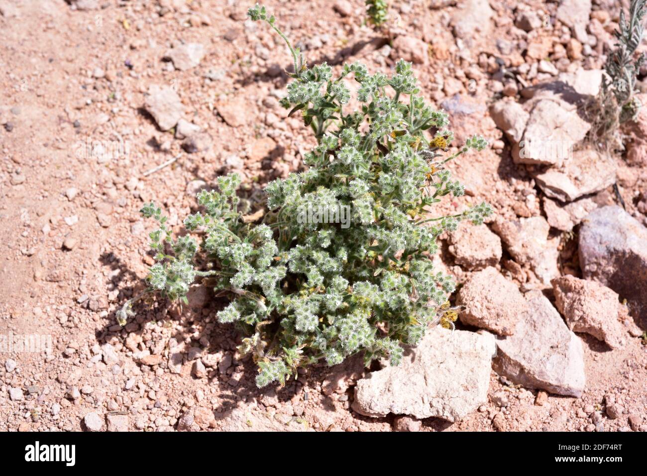 Cryptantha sp. is a genus of herbaceous plants native to western South ...