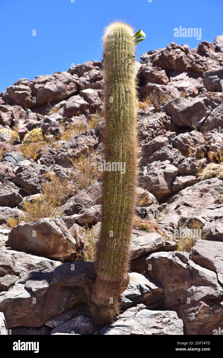 Echinopsis Atacamensis High Resolution Stock Photography and Images - Alamy
