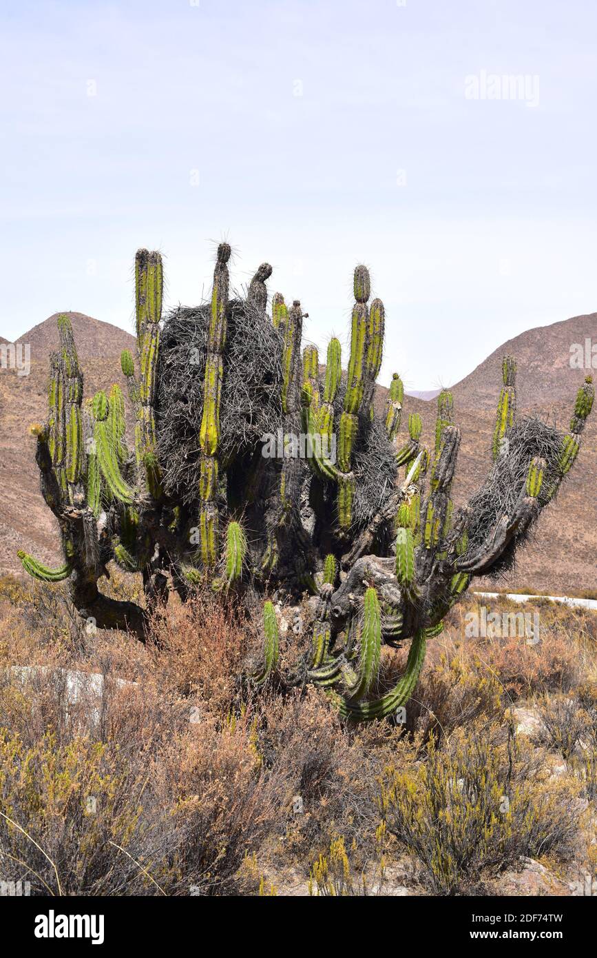 Medicinal cactus hi-res stock photography and images - Alamy