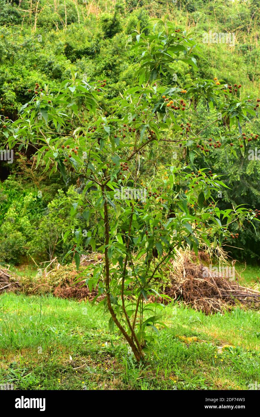 Orange ball tree buddleja globosa hi-res stock photography and images ...
