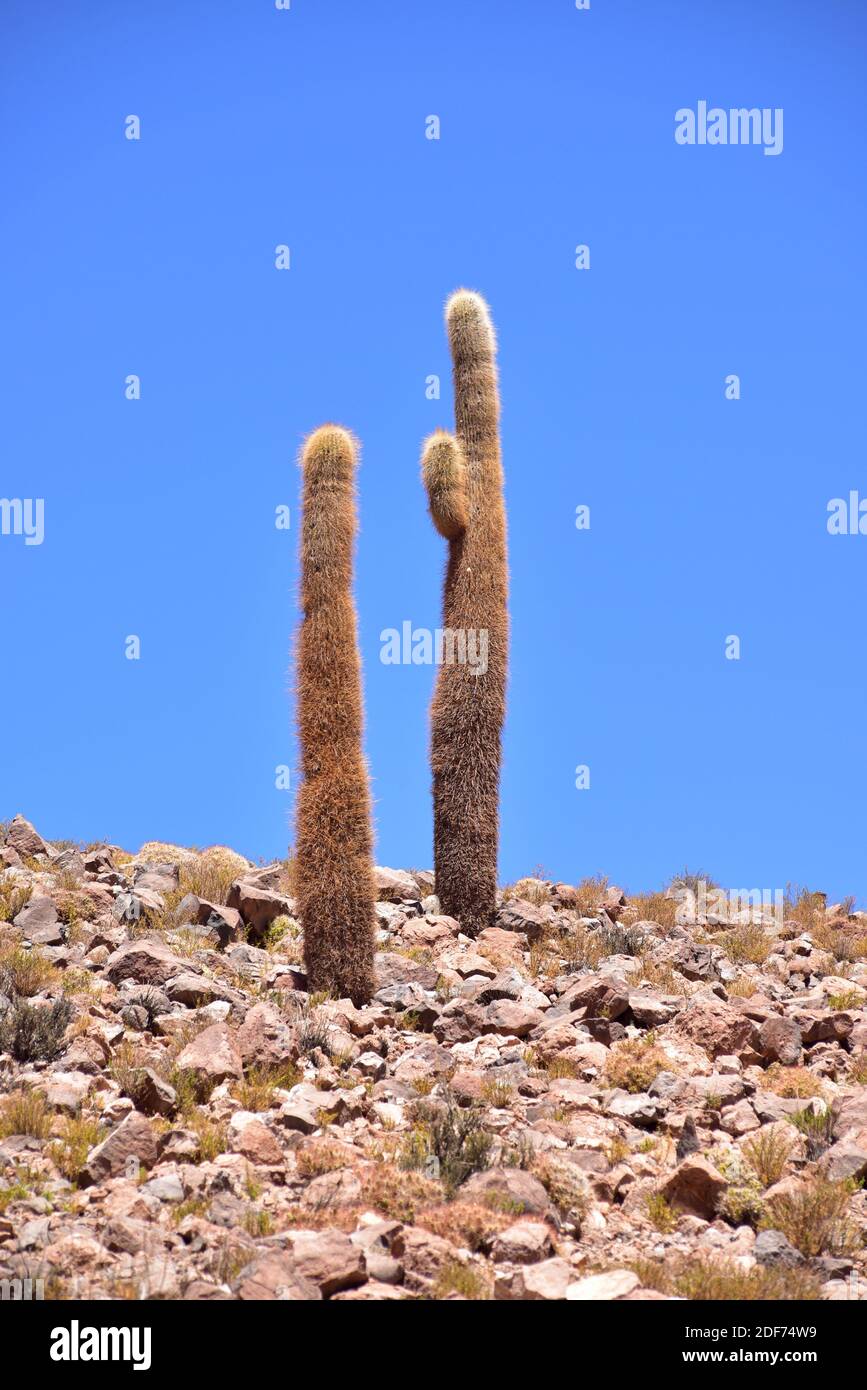 Chile atacama cactus hi-res stock photography and images - Alamy