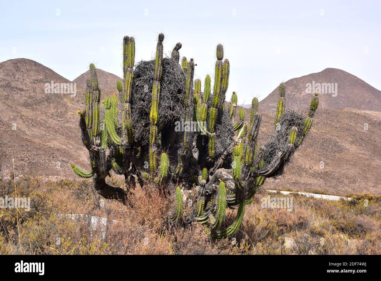 Socoroma chile hi-res stock photography and images - Alamy