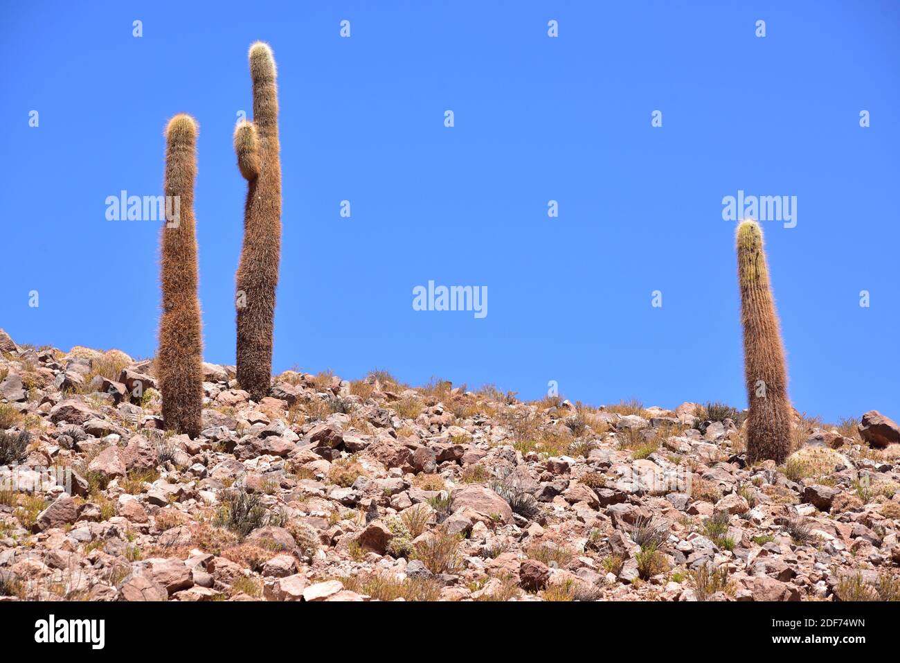 Atacama Desert Chile Cactus High Resolution Stock Photography and ...