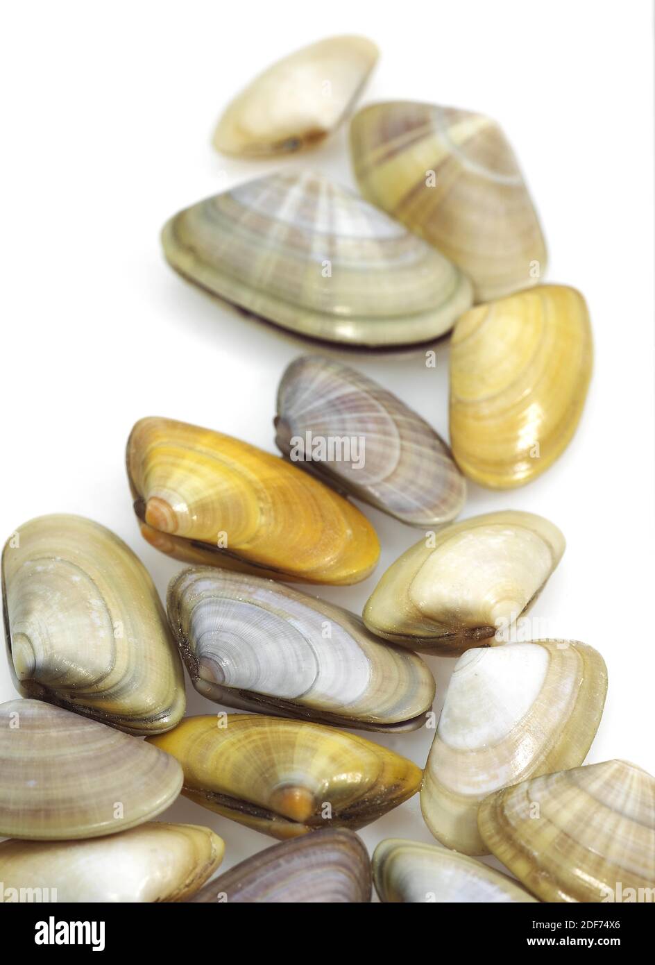 Wedge Shell, donax trunculus, Shells against White Background Stock ...