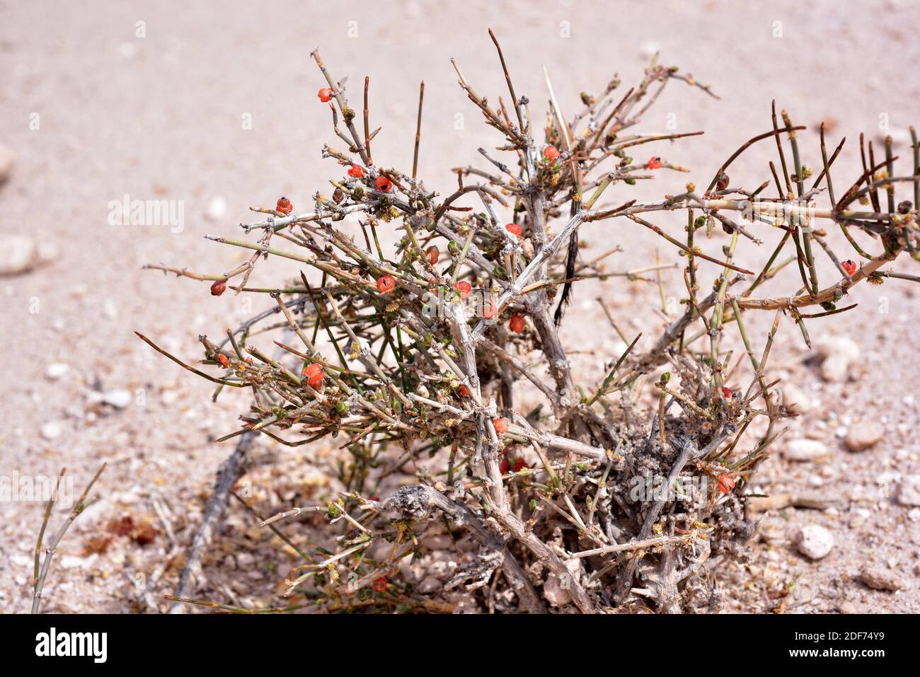 Pingo pingo hi-res stock photography and images - Alamy