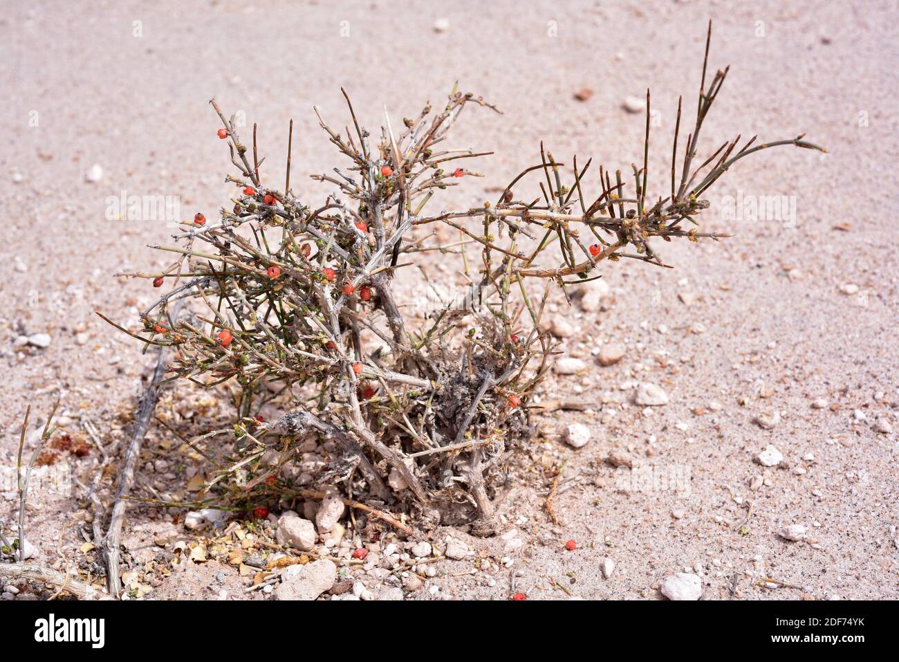 Gnetophyta Ephedra