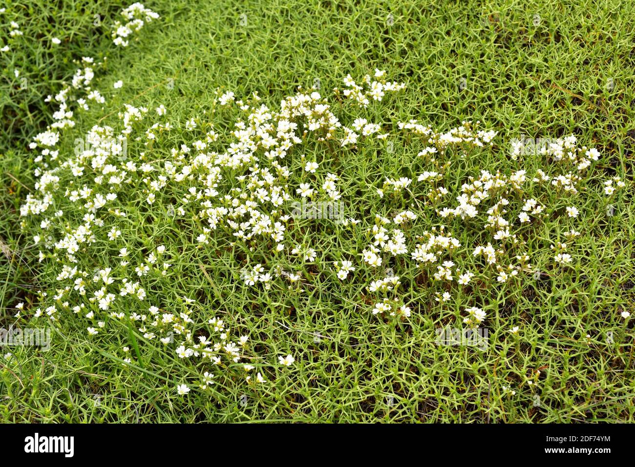 Hierba de la culebra hi-res stock photography and images - Alamy