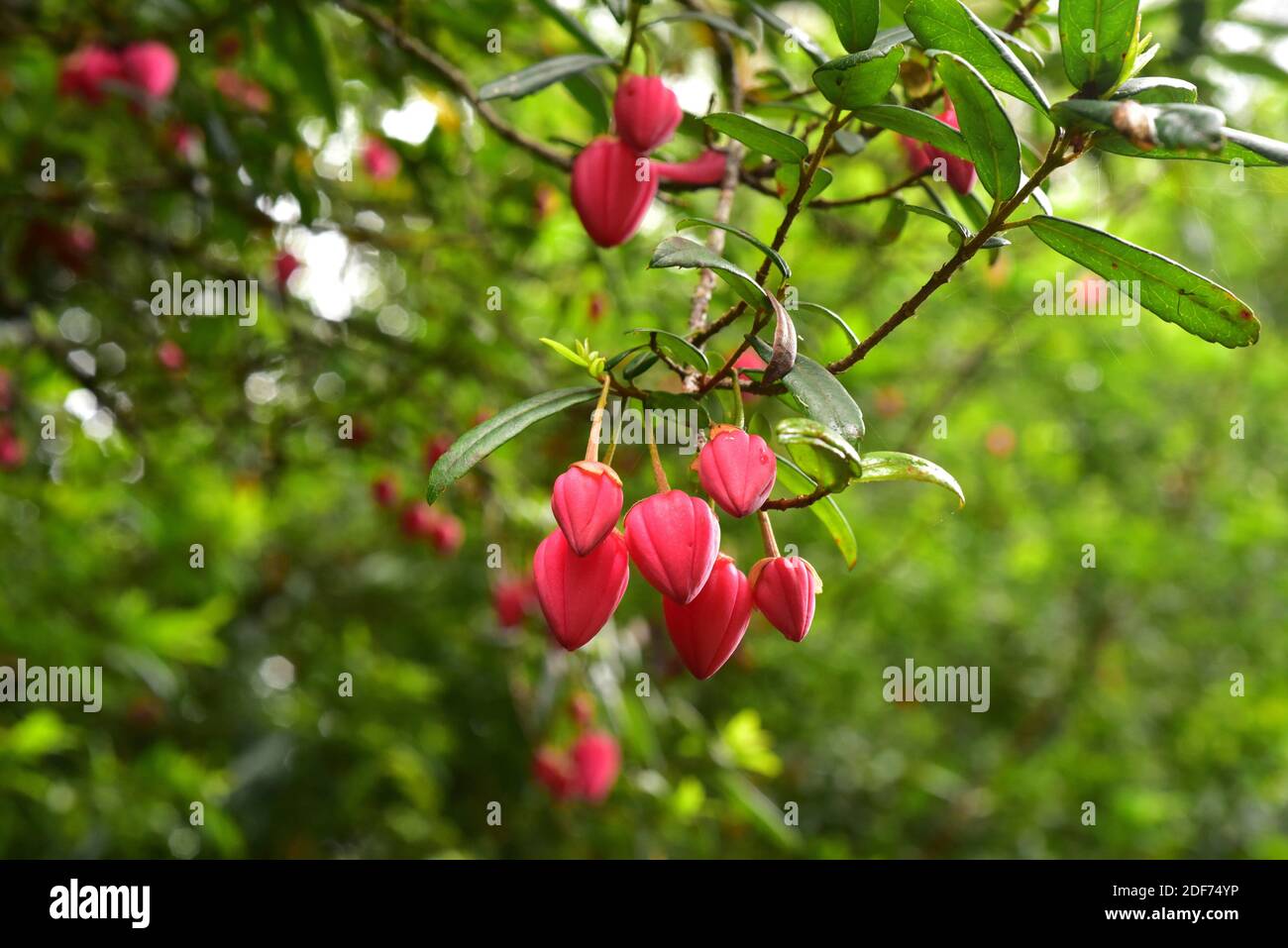 Lantern tree hi-res stock photography and images - Alamy