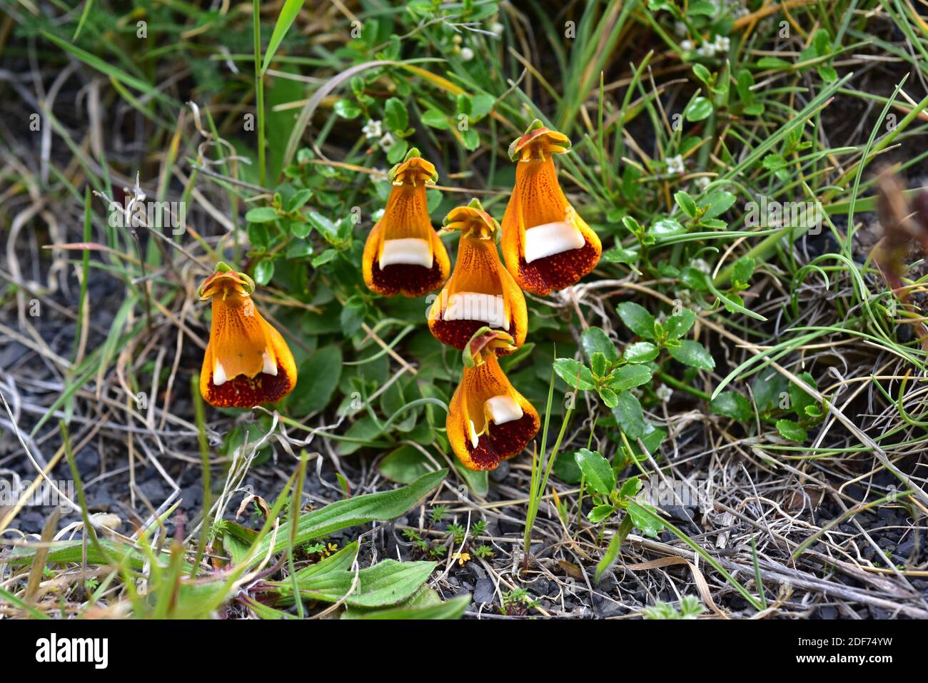 Happy alien flower hi-res stock photography and images - Alamy