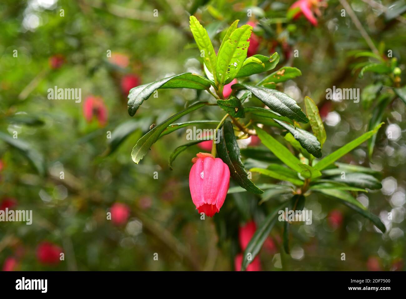 Lantern tree hi-res stock photography and images - Alamy