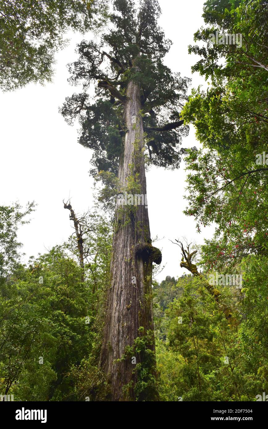 Fitzroya Cupressoides High Resolution Stock Photography and Images - Alamy