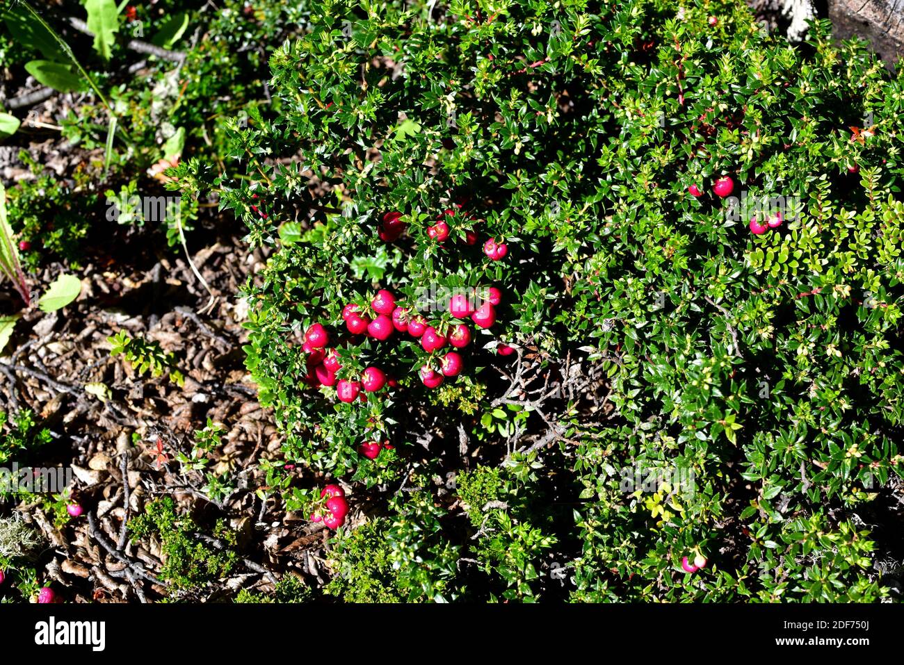 Chaura hi-res stock photography and images - Alamy