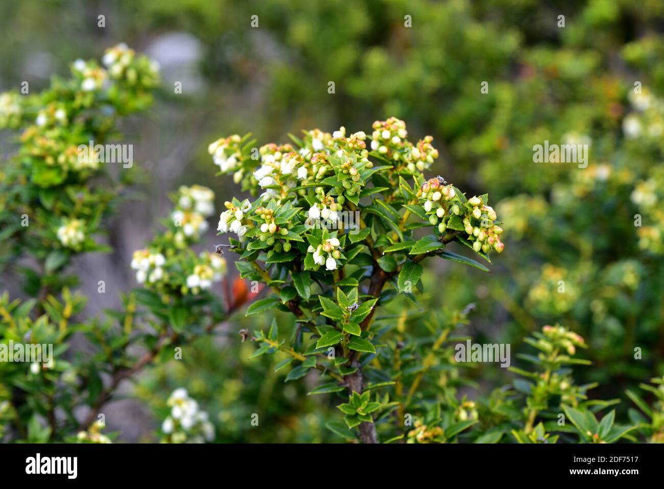 Chaura hi-res stock photography and images - Alamy