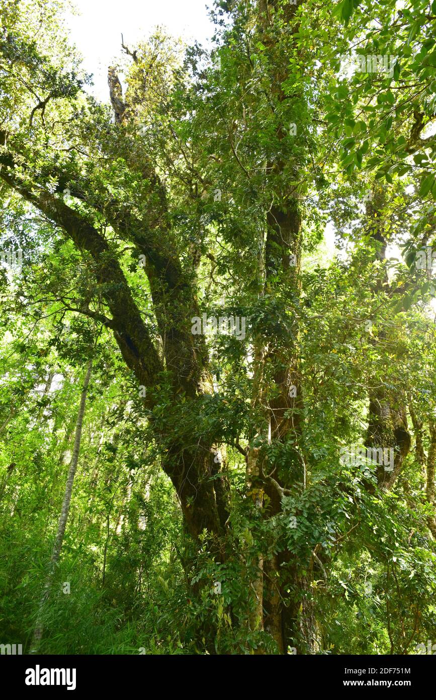 Ulmo eucryphia cordifolia hi-res stock photography and images - Alamy