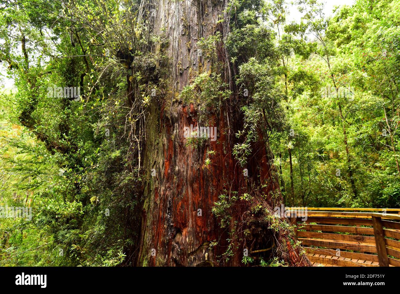 Fitzroya cupressoides chile hi-res stock photography and images - Alamy