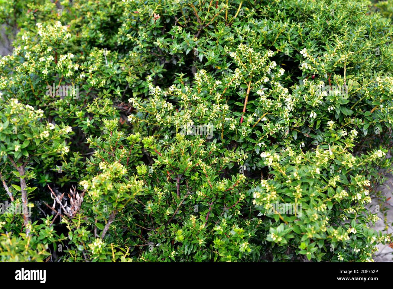 Chaura hi-res stock photography and images - Alamy