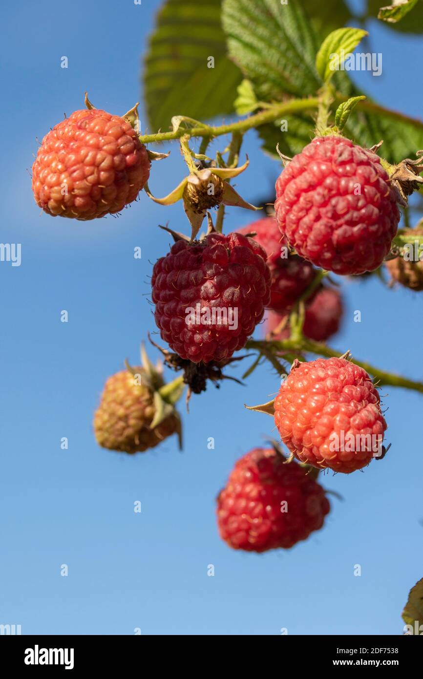 Raspberry fruiting in bright sunshine Stock Photo - Alamy