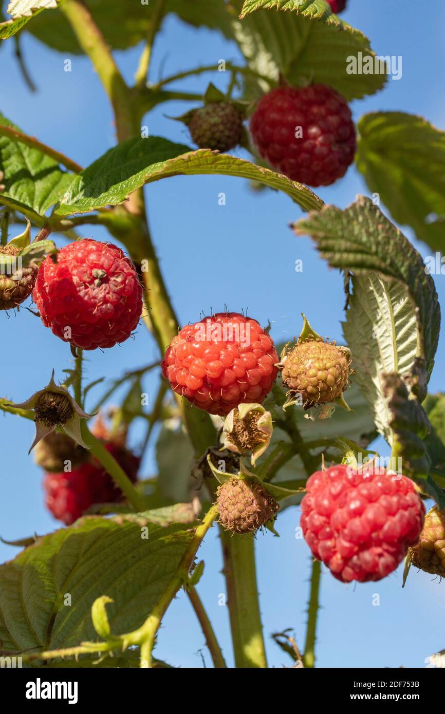 Raspberry fruiting in bright sunshine Stock Photo - Alamy