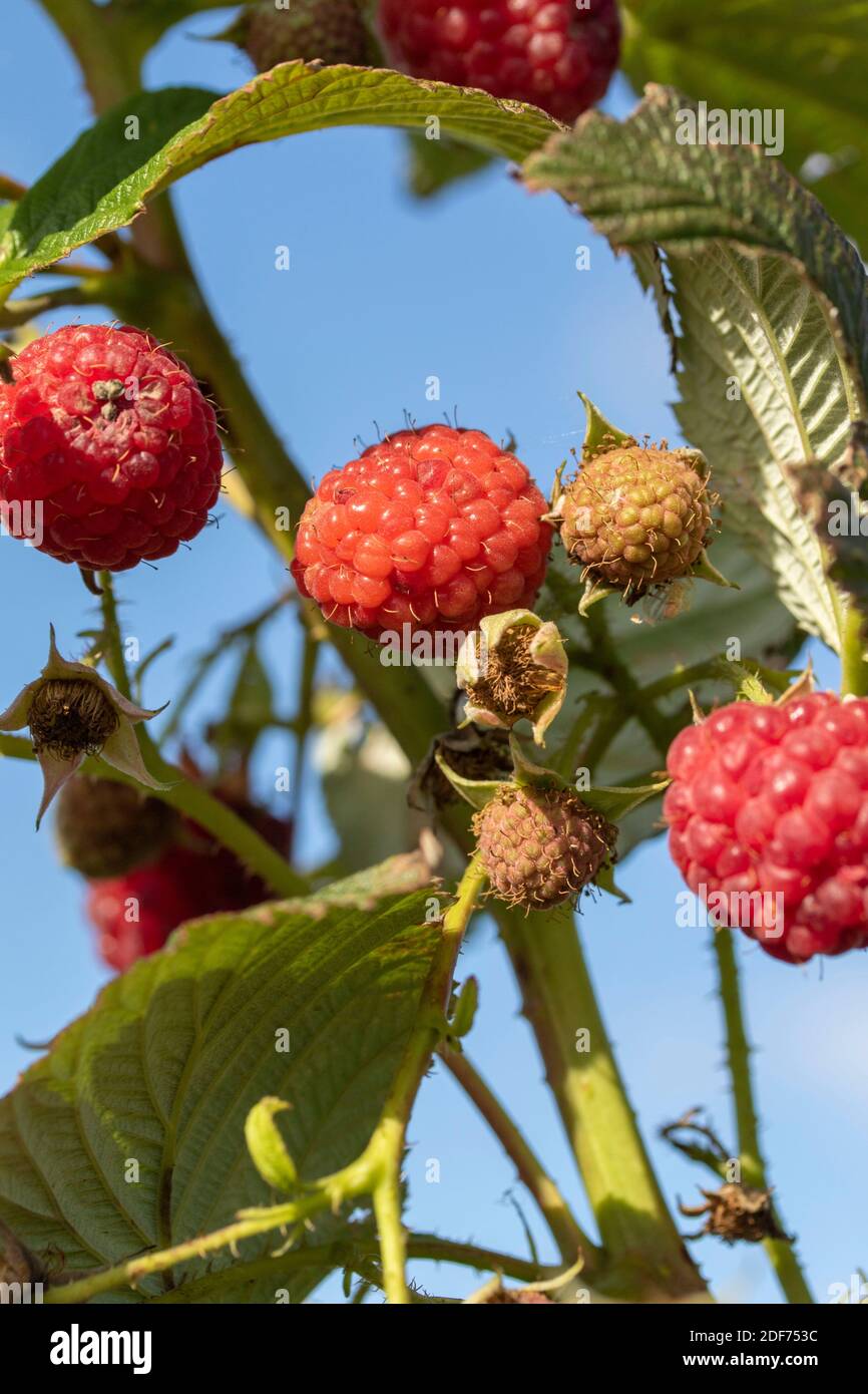Raspberry fruiting in bright sunshine Stock Photo - Alamy