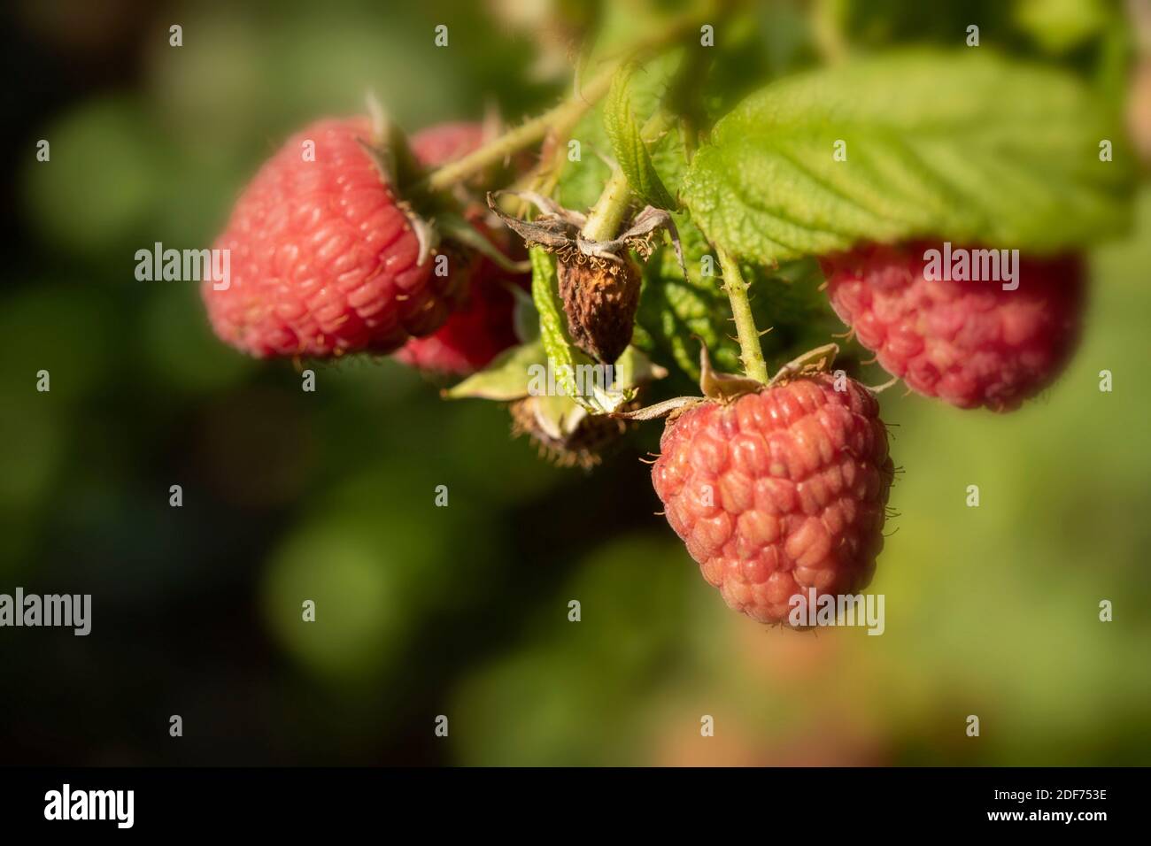 Raspberry fruiting in bright sunshine Stock Photo - Alamy