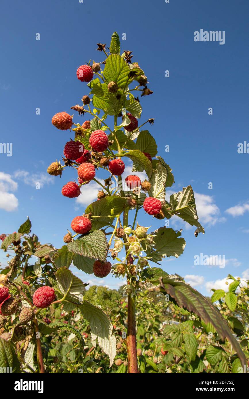 Raspberry fruiting in bright sunshine Stock Photo - Alamy