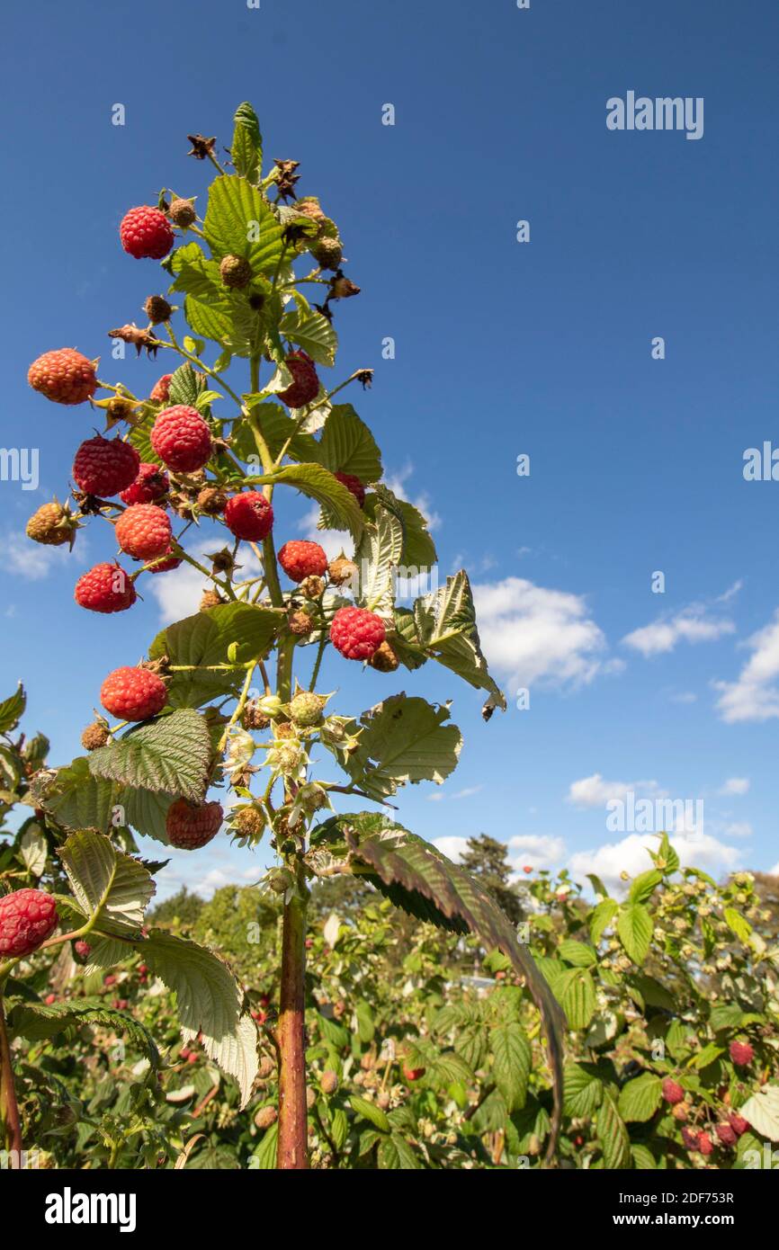 Raspberry fruiting in bright sunshine Stock Photo - Alamy