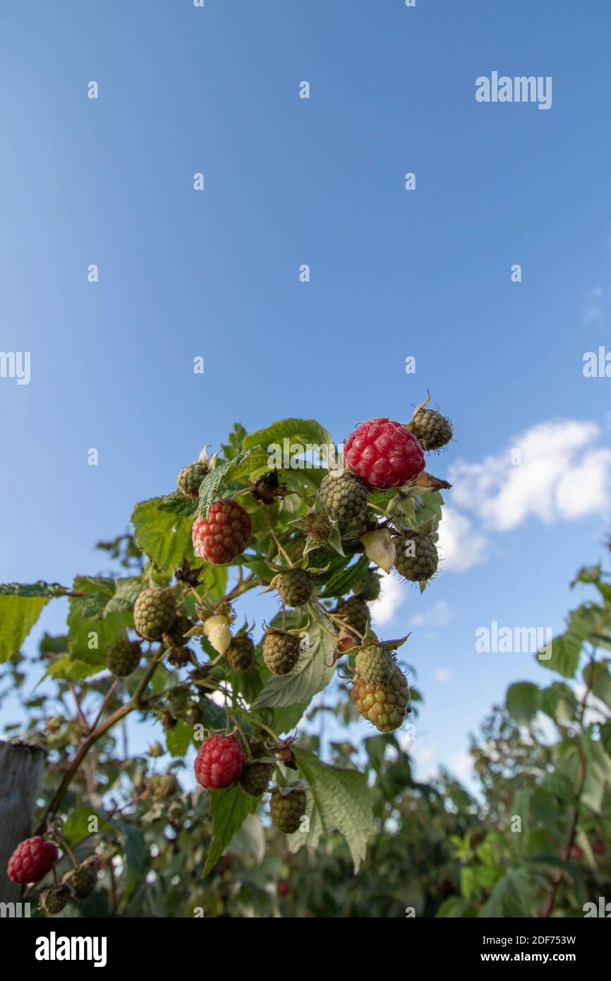 Raspberry fruiting in bright sunshine Stock Photo - Alamy