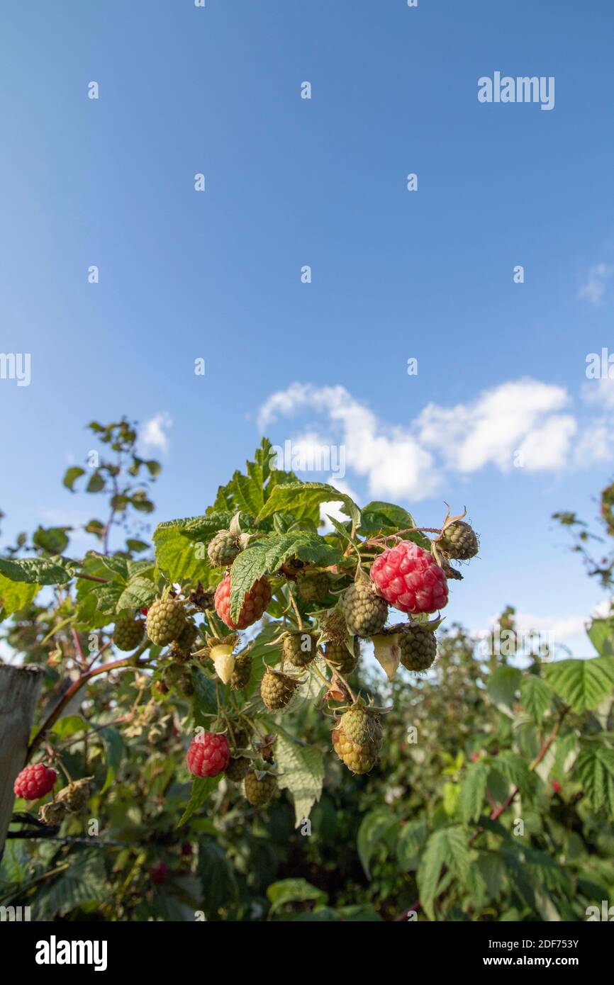 Raspberry fruiting in bright sunshine Stock Photo - Alamy