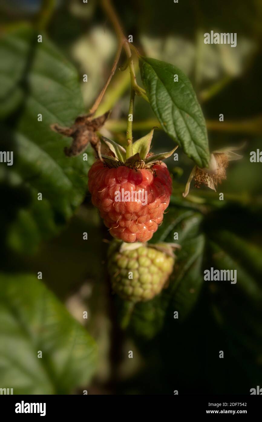 Raspberry fruiting in bright sunshine Stock Photo - Alamy