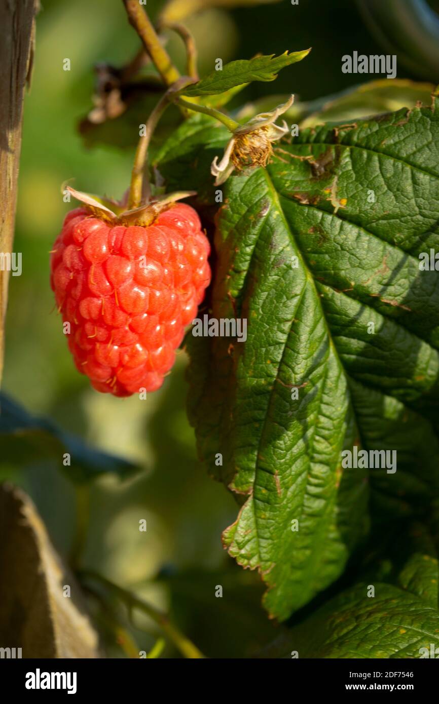 Raspberry fruiting in bright sunshine Stock Photo - Alamy