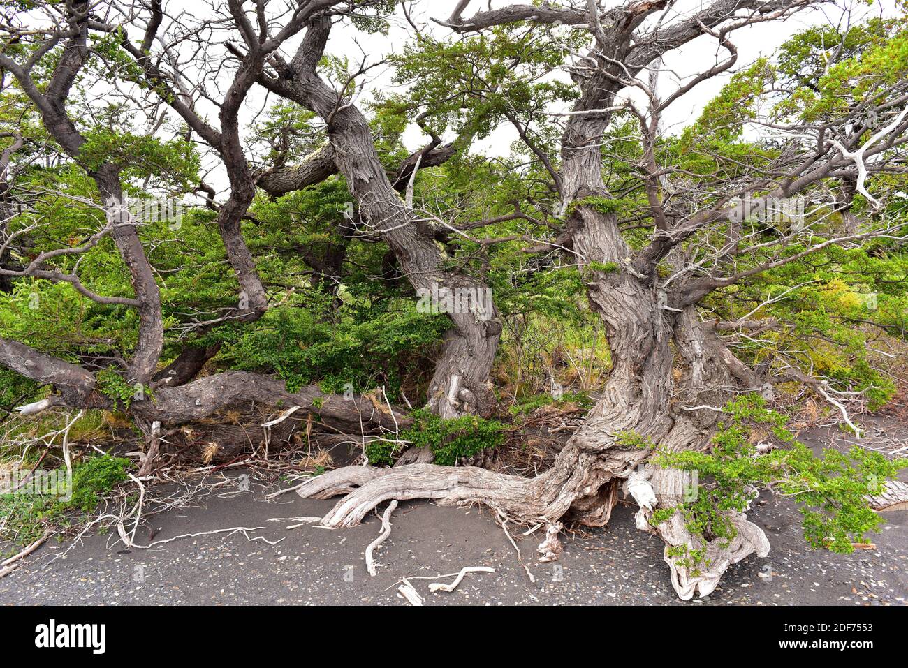 Nirre nothofagus antarctica hi-res stock photography and images - Alamy
