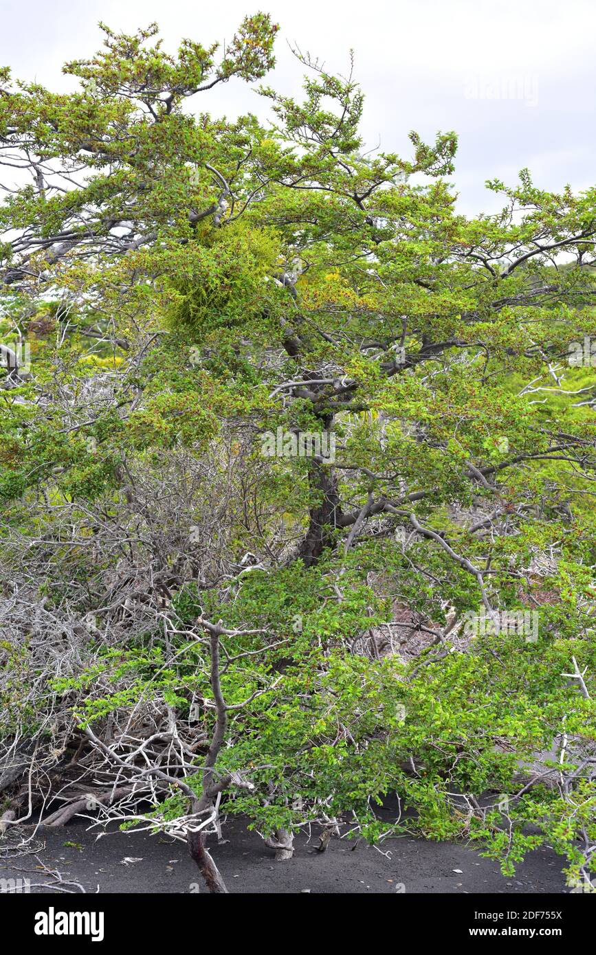 Nirre nothofagus antarctica hi-res stock photography and images - Alamy