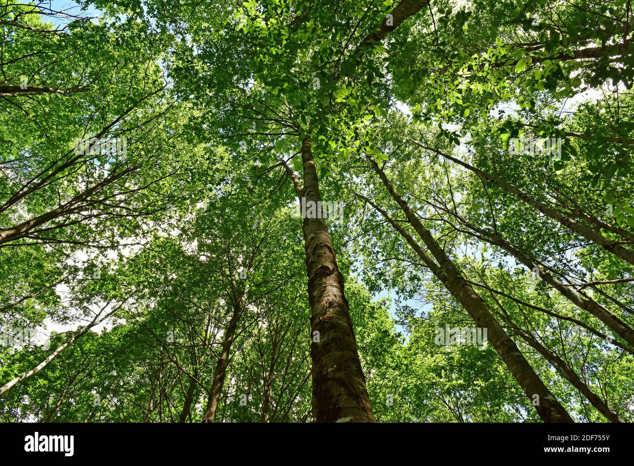 Southern beech hi-res stock photography and images - Alamy