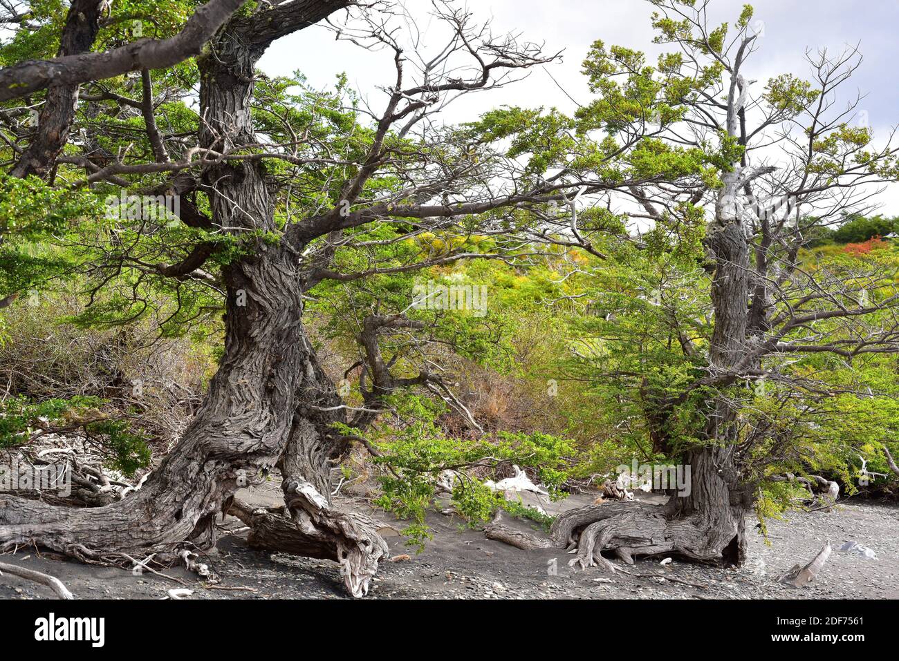 Nirre Nothofagus Antarctica High Resolution Stock Photography and ...