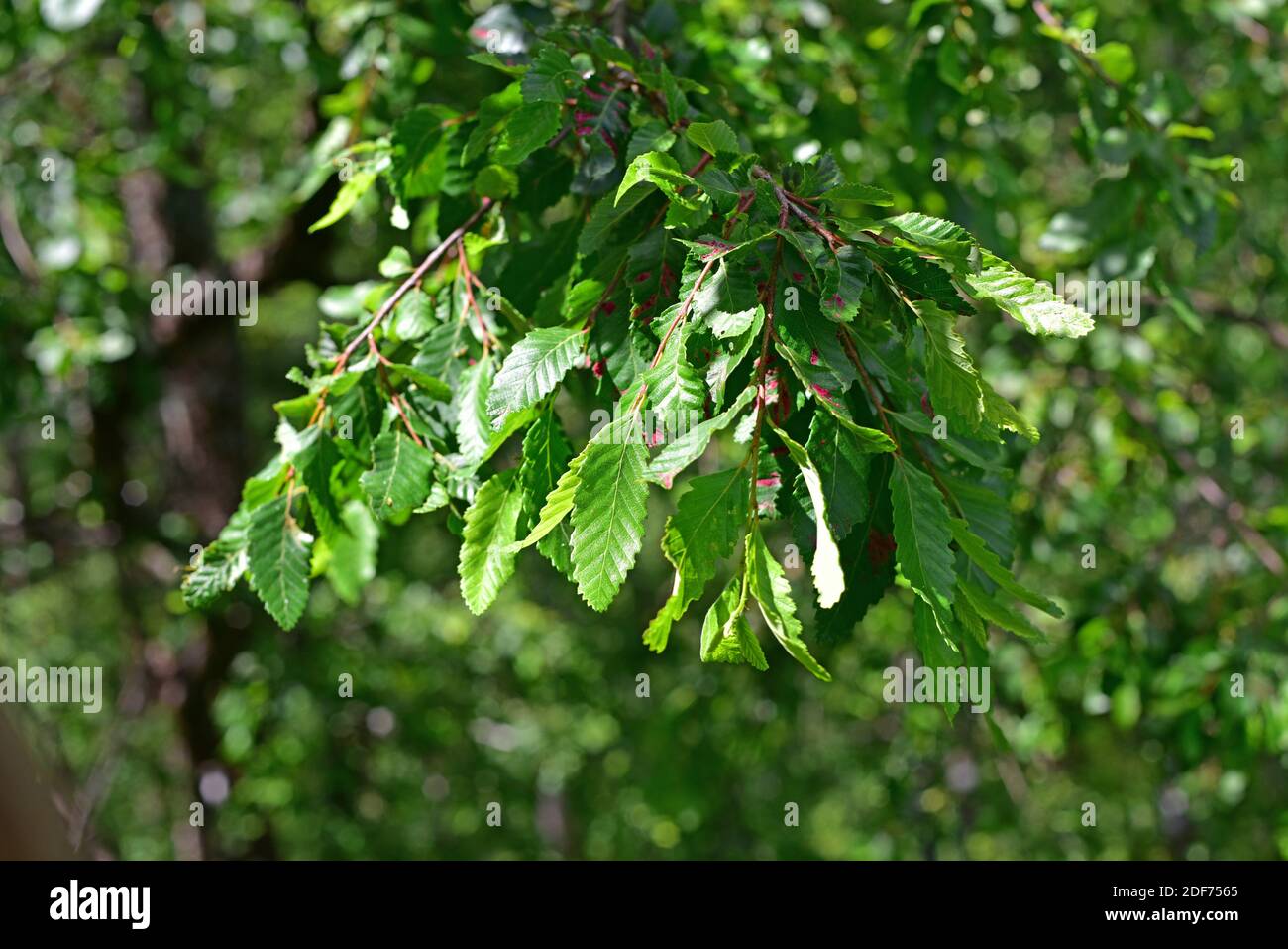 Nothofagus Leaf High Resolution Stock Photography and Images - Alamy
