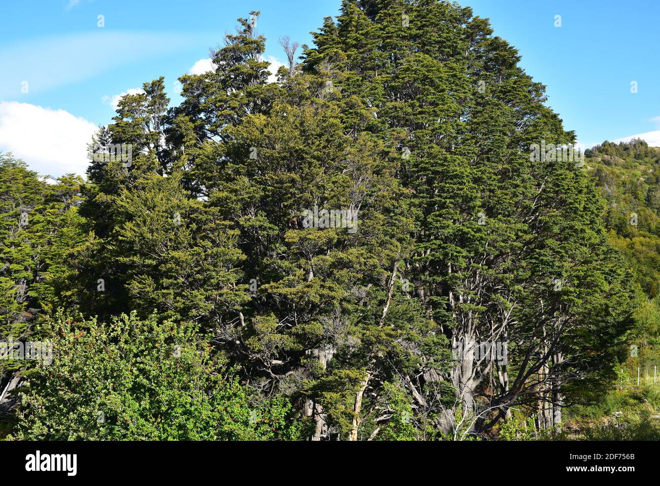 Nothofagus betuloides hi-res stock photography and images - Alamy