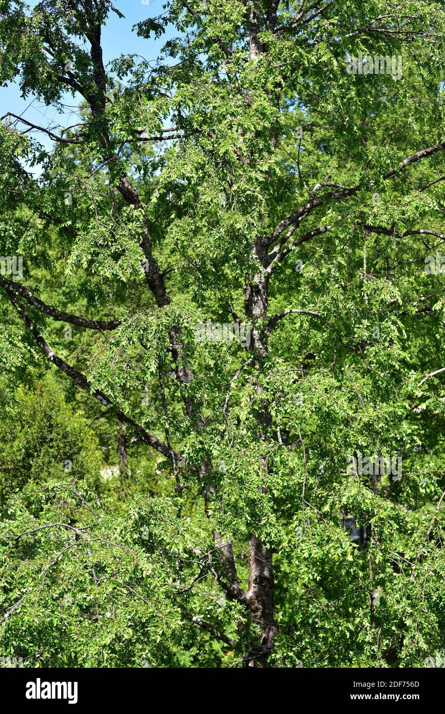 Southern Beech High Resolution Stock Photography and Images - Alamy