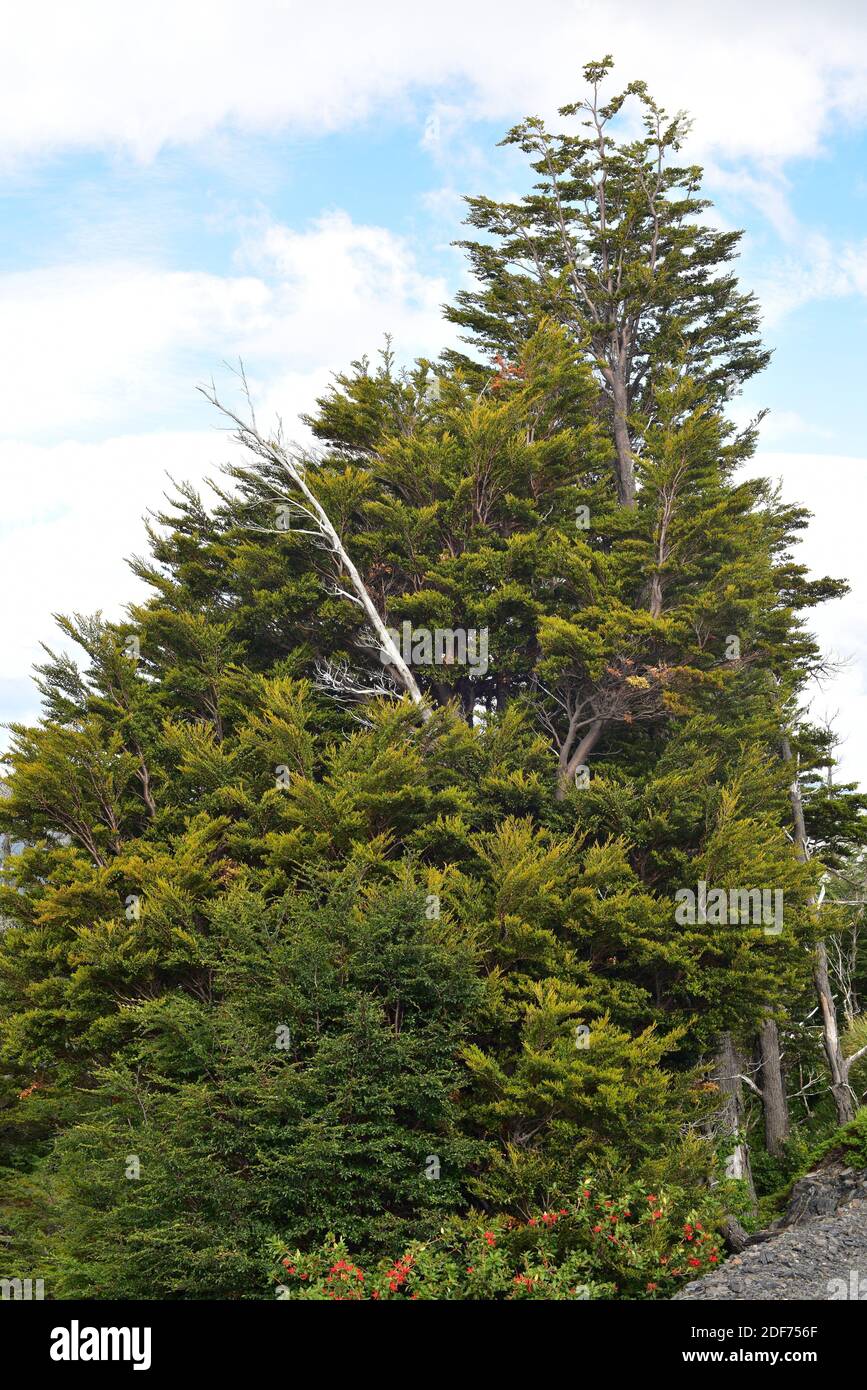 Nothofagus betuloides hi-res stock photography and images - Alamy