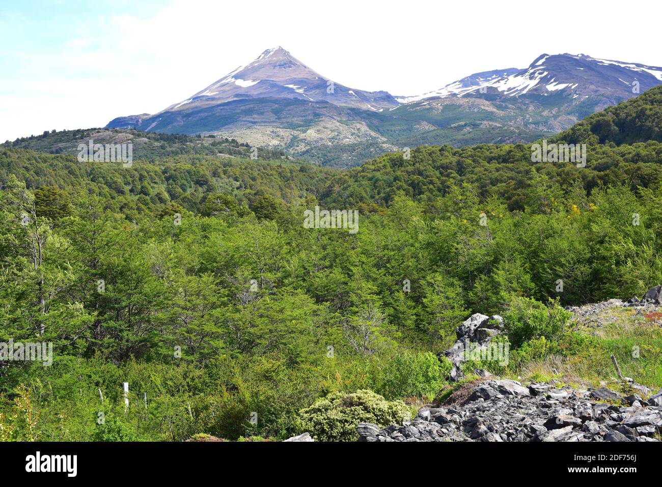Coigue tree hi-res stock photography and images - Alamy