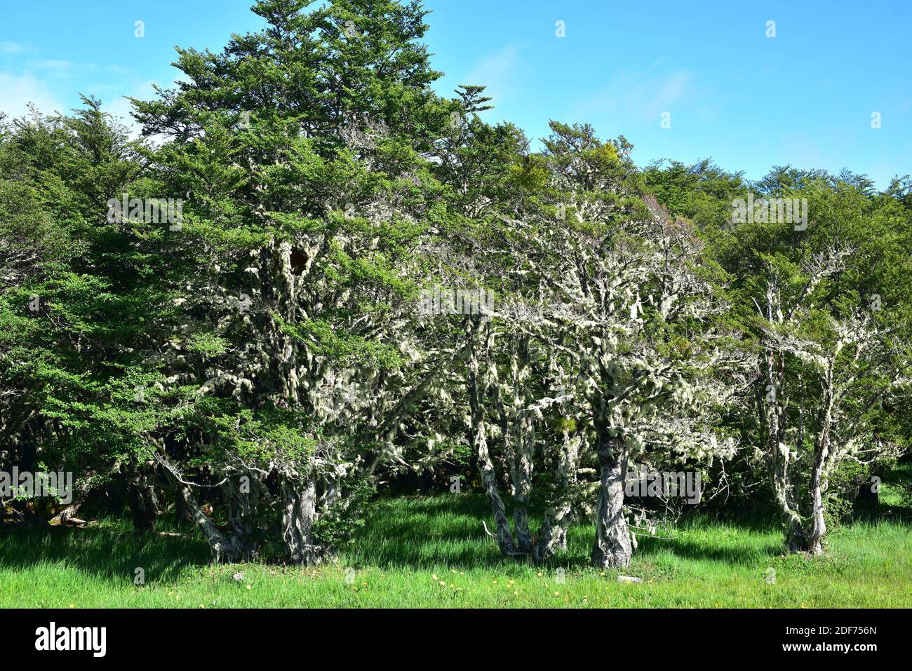 Antarctica forest hi-res stock photography and images - Alamy
