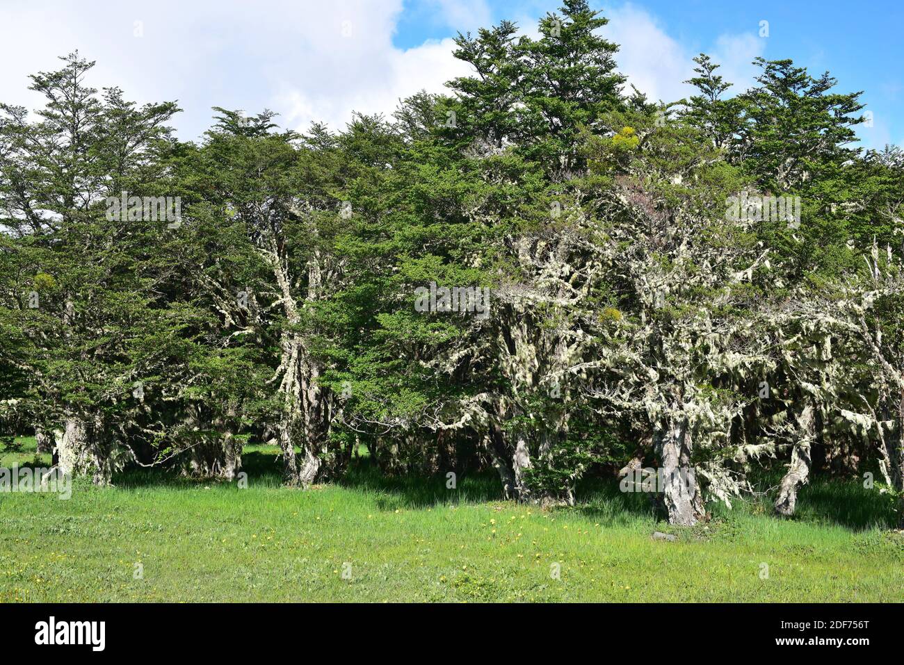 Nirre nothofagus antarctica hi-res stock photography and images - Alamy
