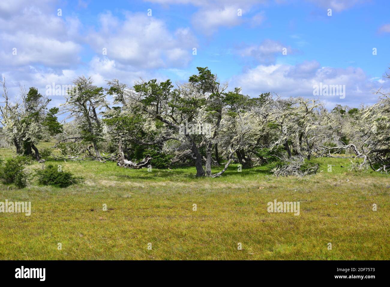 Nirre nothofagus antarctica hi-res stock photography and images - Alamy