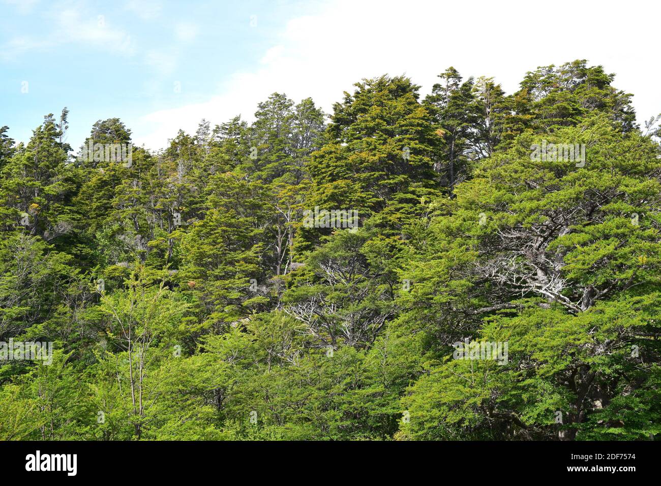Nothofagus Betuloides High Resolution Stock Photography and Images - Alamy